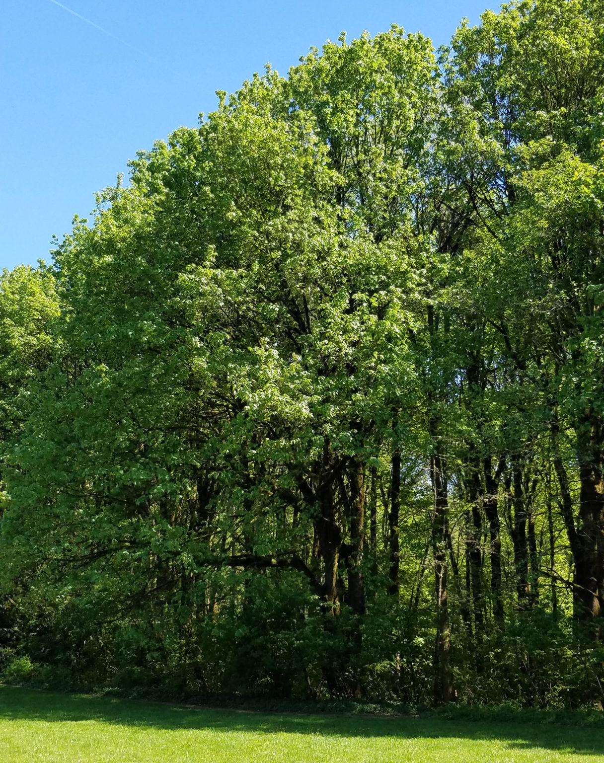 Bigleaf Maple | Friends of Springbrook Park