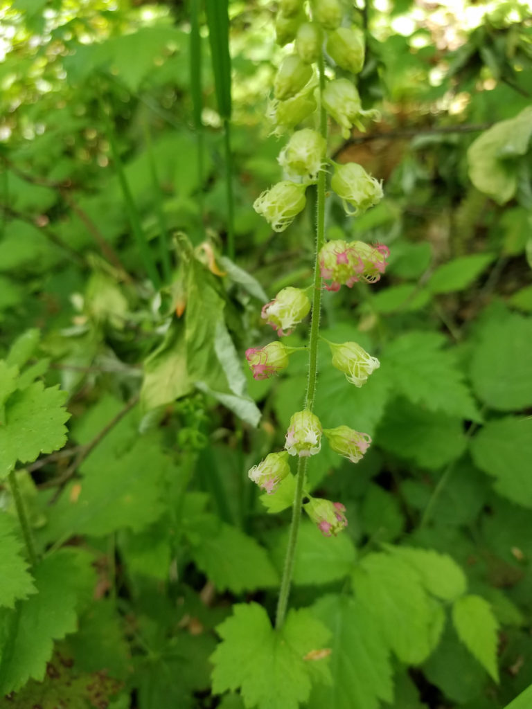 Fringe Cup | Friends of Springbrook Park