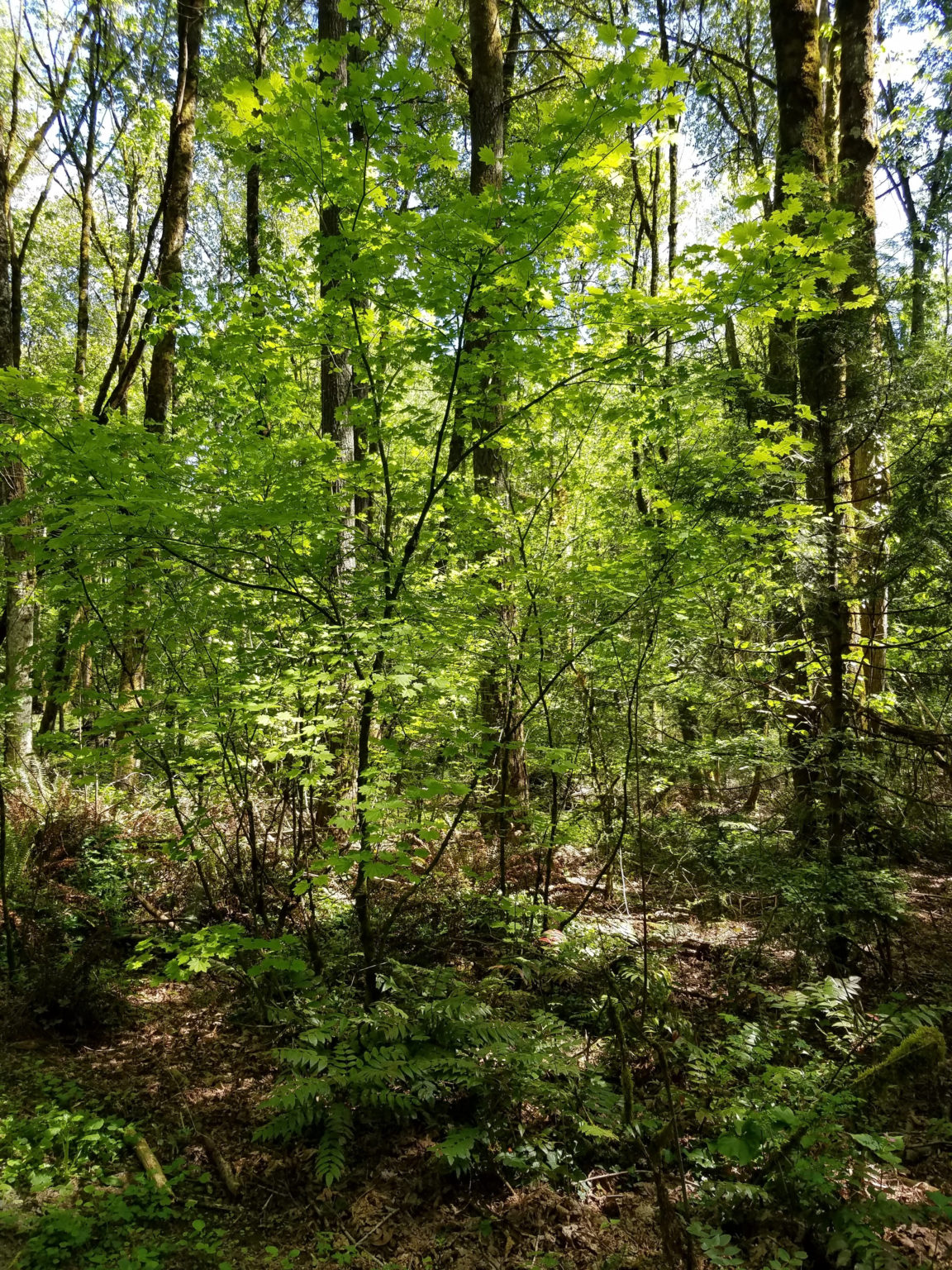Vine Maple | Friends of Springbrook Park