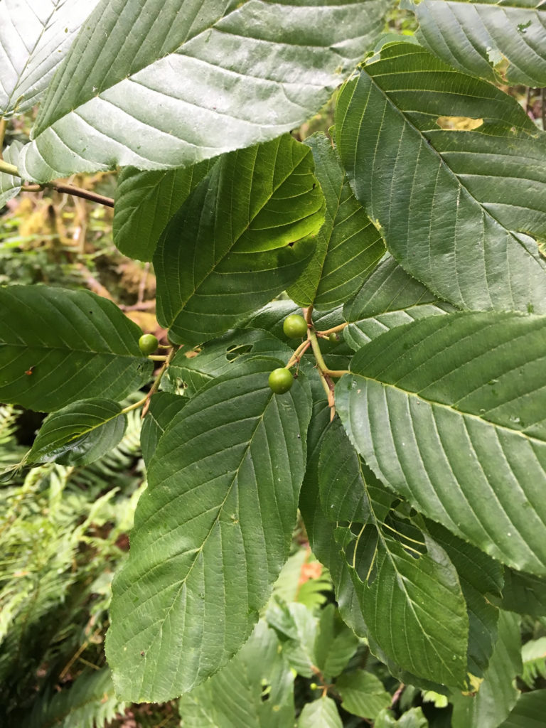 Cascara - Friends of Springbrook Park