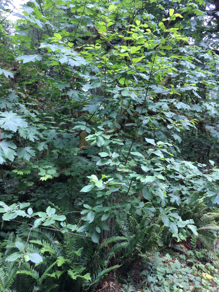 Cascara - Friends of Springbrook Park