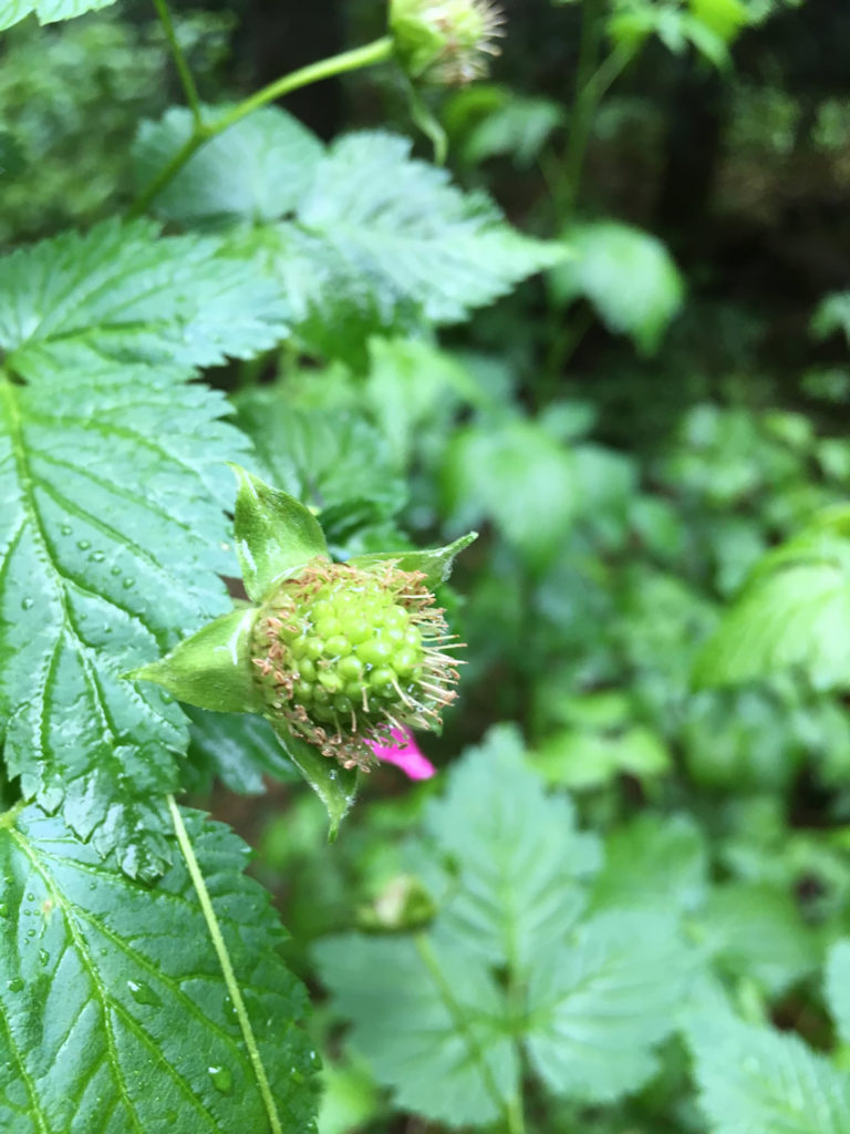 Salmonberry | Friends of Springbrook Park
